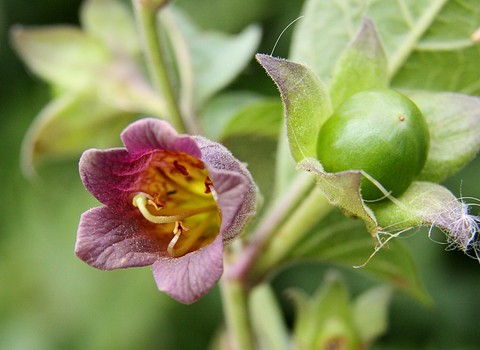 Deadly nightshade Berks Bucks Oxon Wildlife Trust
